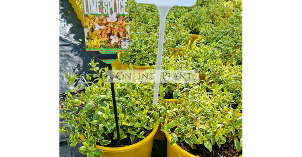 Plant Pyrus Calleryana Capital, Ornamental Pear In Your Garden
