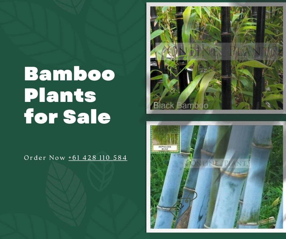 Best Bamboo Screening Plants for Melbourne Gardens
