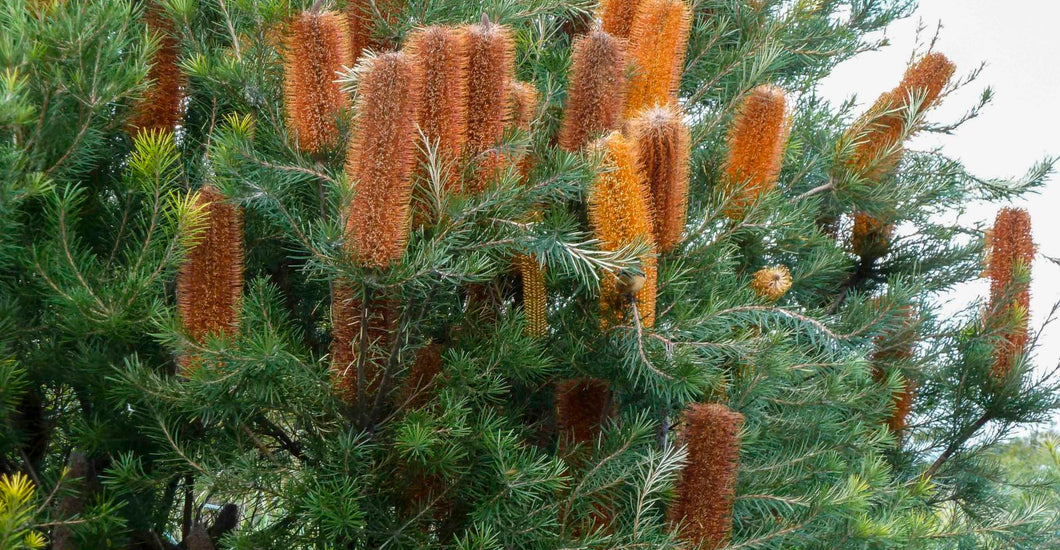 Australian Native Plants for Screening