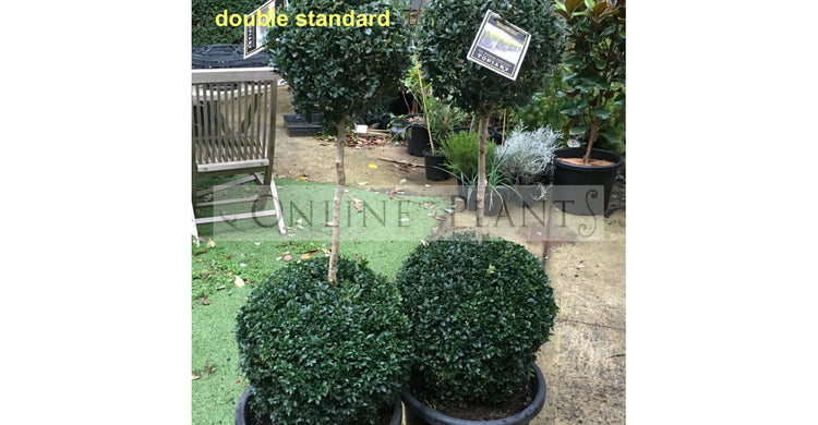 Perfect Hedging Plants For Privacy - Online Plants