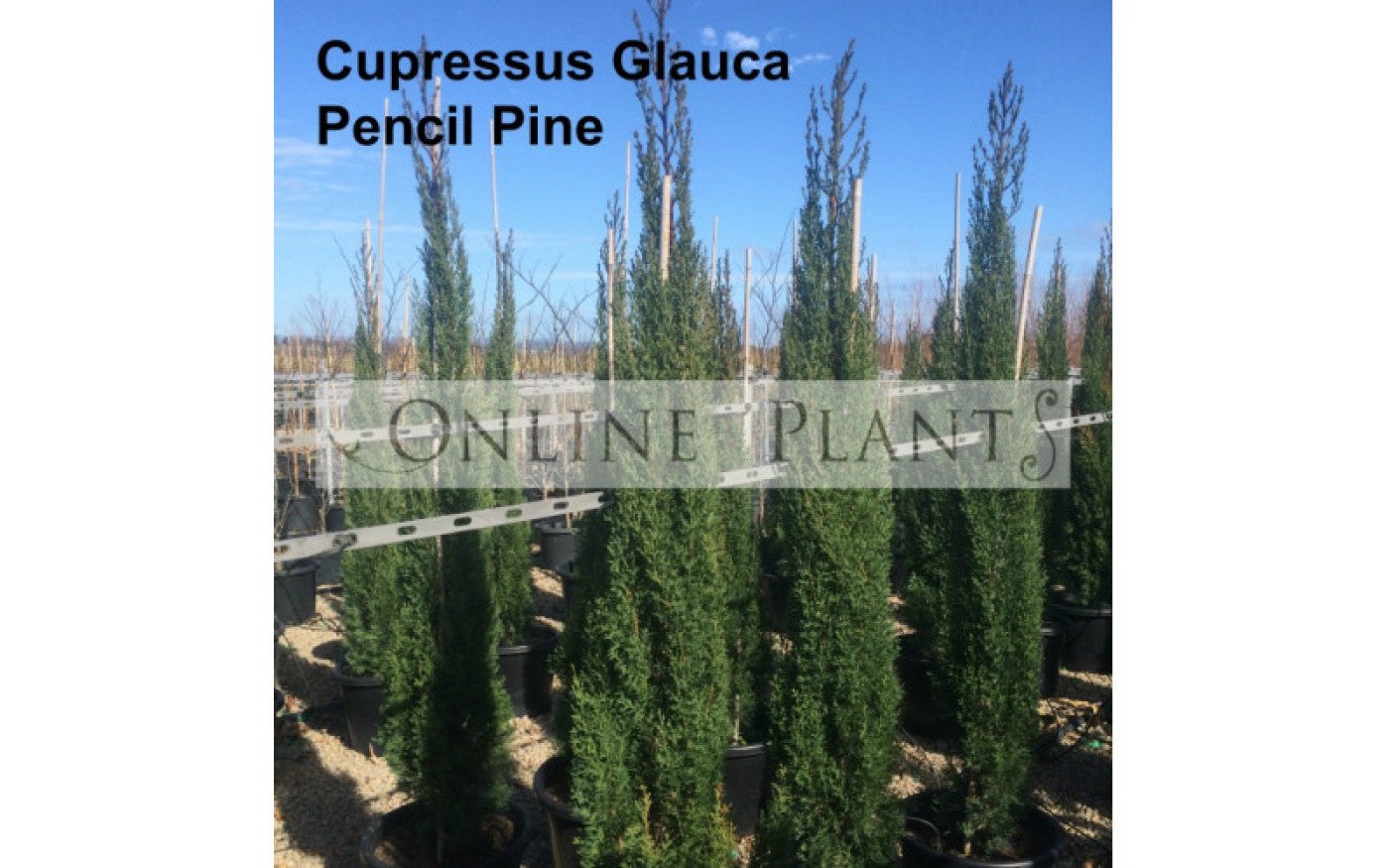 Pencil Pines Growth Rate, Problems, Root System