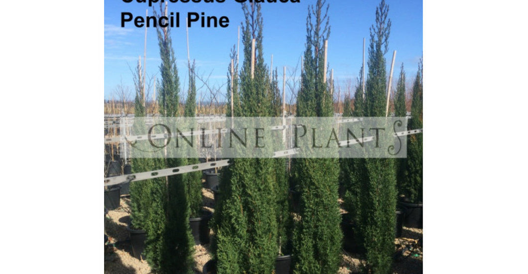 Pencil Pines Growth Rate, Problems, Root System