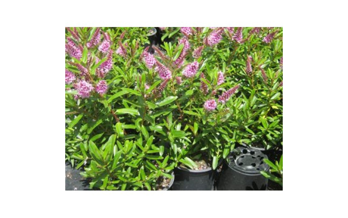 How to Grow & Care Hebe Plants