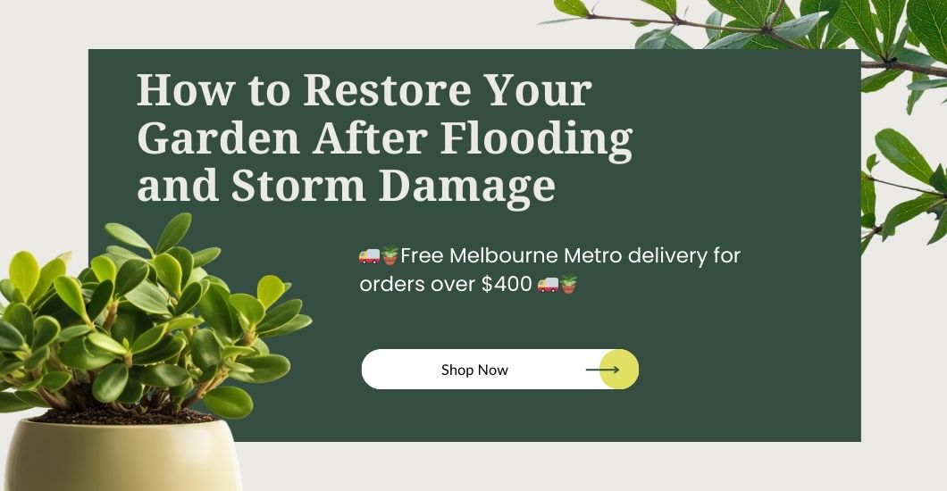 How to Restore Your Garden After Flooding and Storm Damage