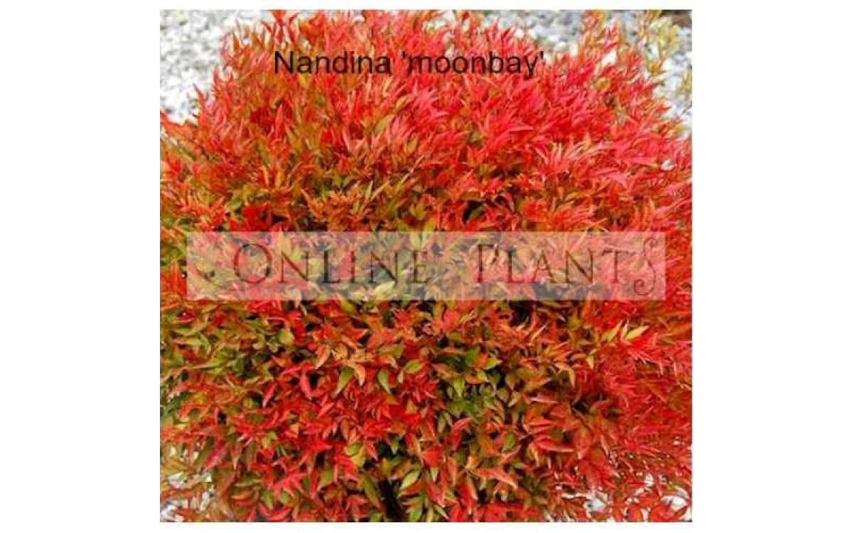 Most Popular Varieties of Nandina Plant?