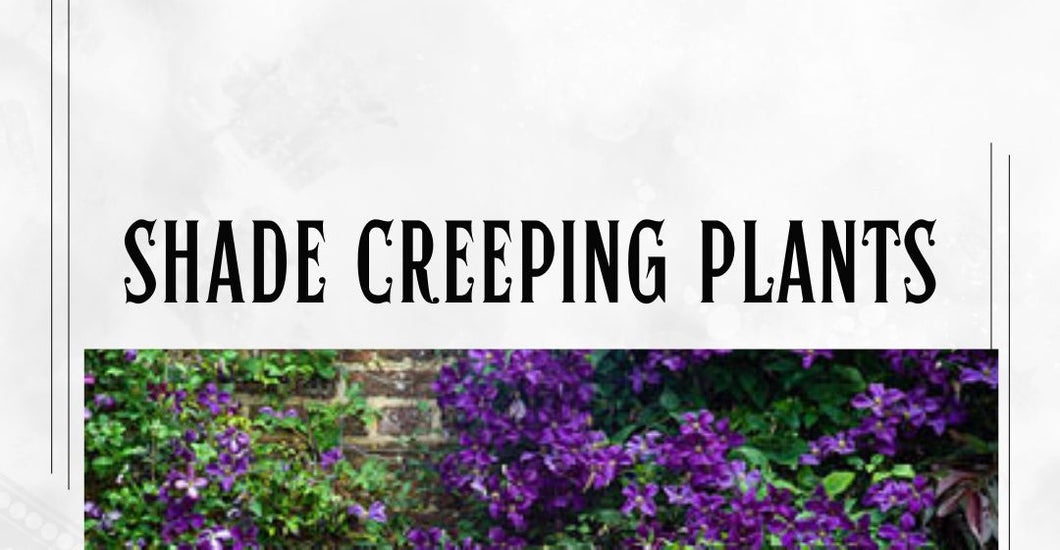 Shade Creeping Plants - Online Plants Melbourne