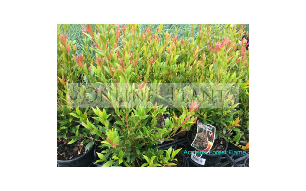 Make An Edible Hedge With Lilly Pilly – Here’s How?