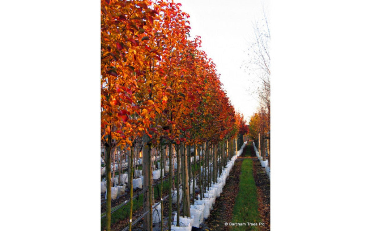 Bring Beauty To Your Landscape With The Popular Varieties Of Ornamenta
