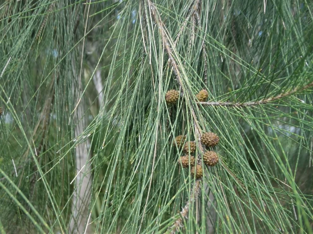 She-Oak Plants for Sale Australia — Casuarina | Online Plants
