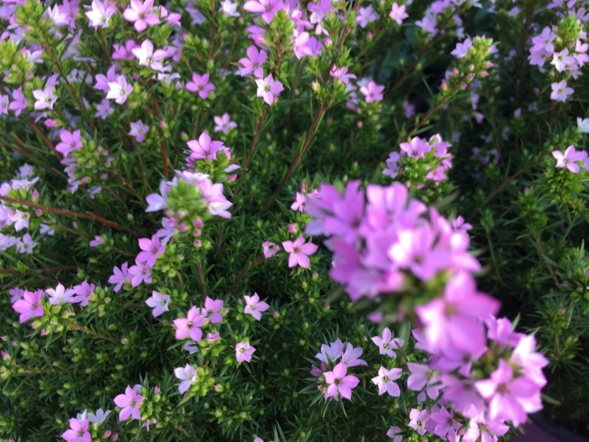 Coleonema Diosma