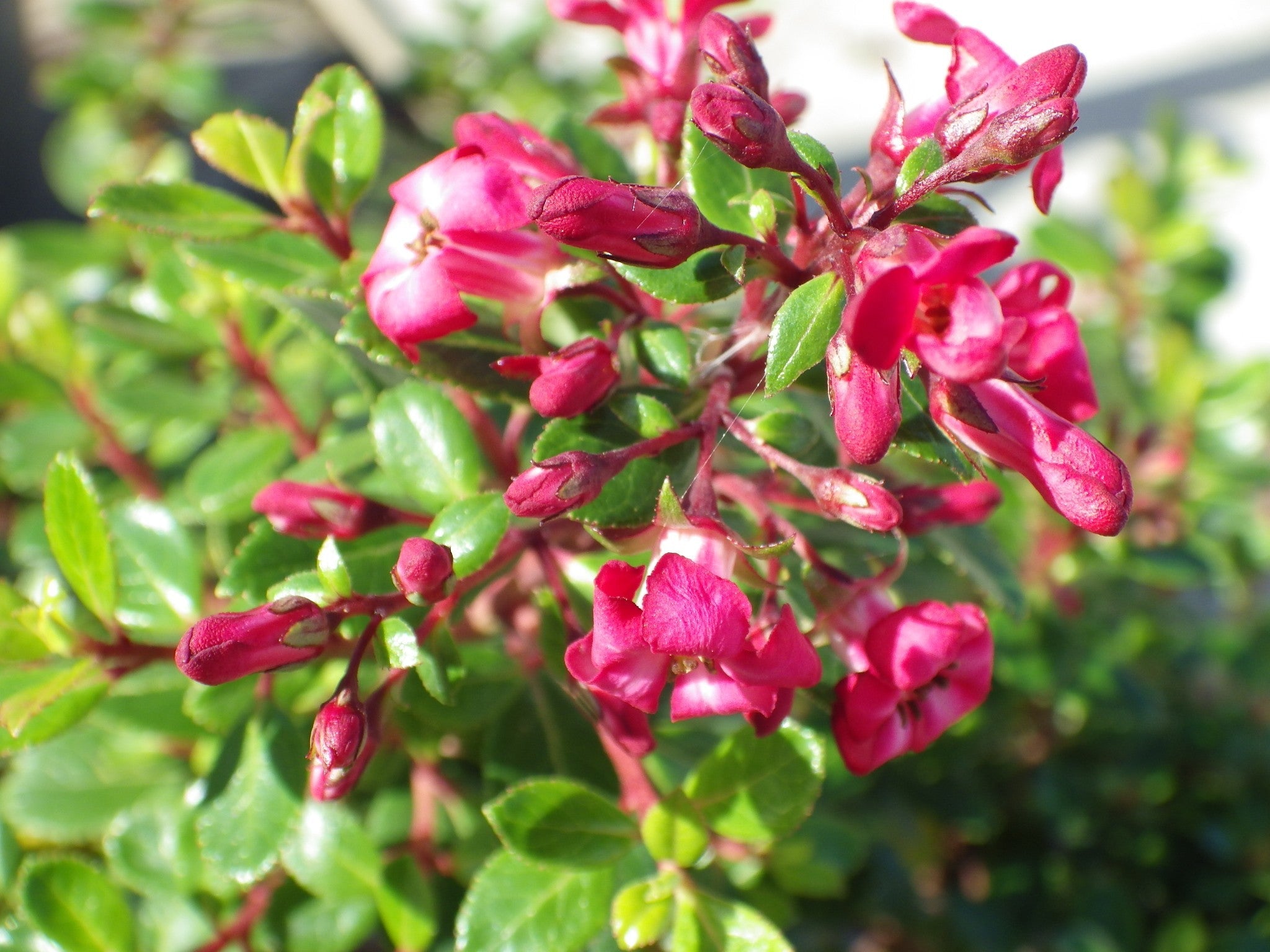 Escallonia Hedge Plants for Sale, Online Plants Melbourne