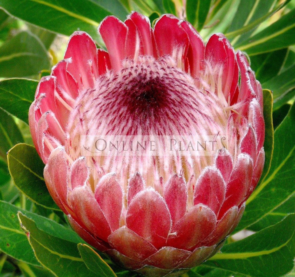 Protea Shrubs for Sale Australia — Buy Online | Online Plants