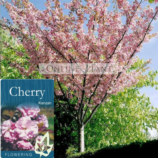 Buy Prunus Trees Online Australia | Flowering Cherry, Plum & Ornamental ...
