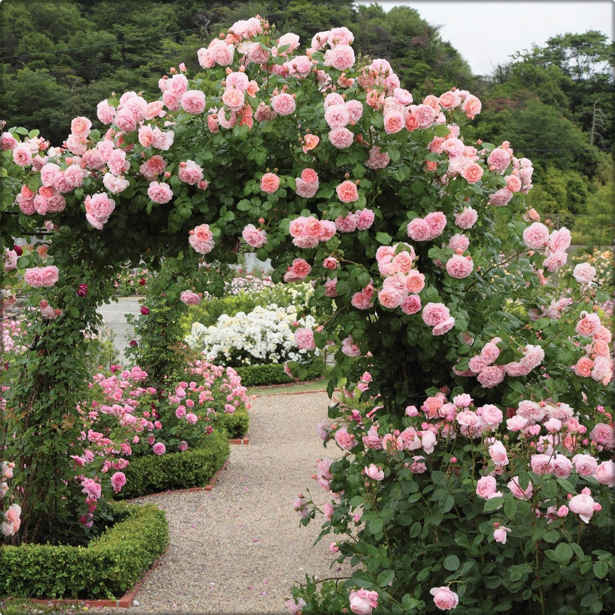 Rose Plants for Sale, Buy Rose Bushes – Online Plants Melbourne