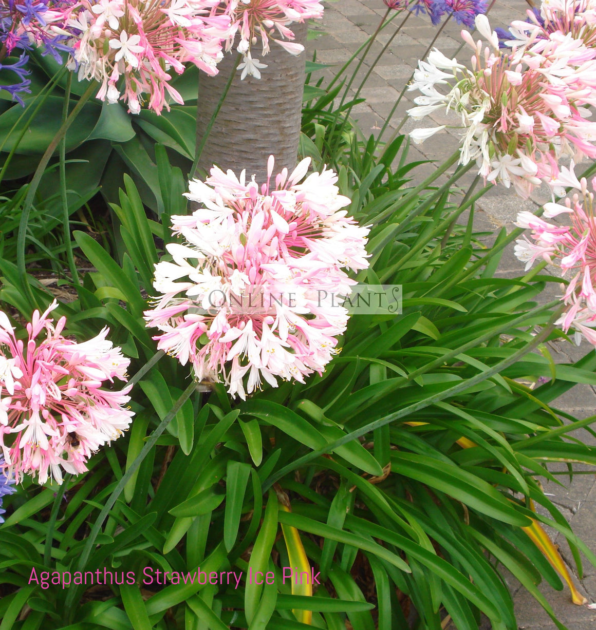 Pink Agapanthus for Sale Australia, Agapanthus Strawberry Ice
