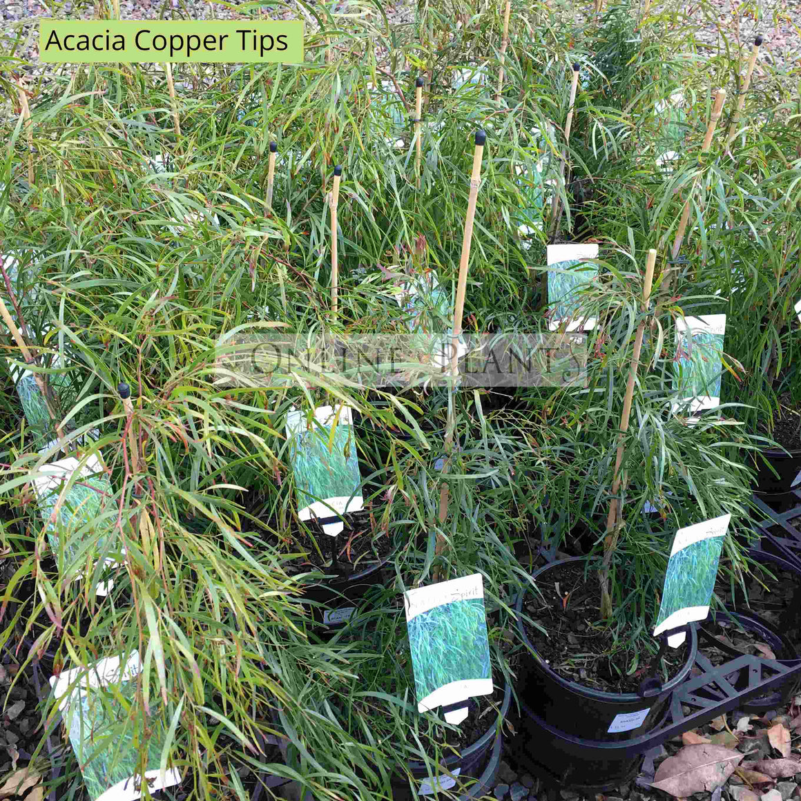 Acacia Copper Tips | For Sale Online Plants Melbourne Australia