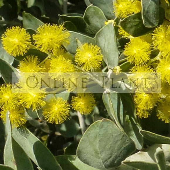 Acacia Podalyriifolia 'Silver Wattle' for sale | Online Plants Melbourne