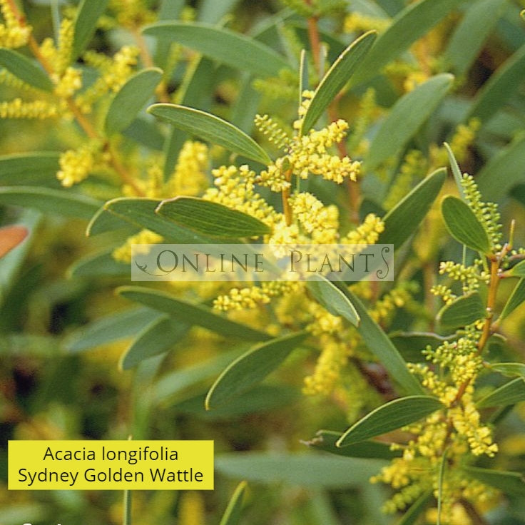 Acacia longifolia 'Sydney Golden Wattle' | Online Plants Melbourne