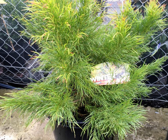 Australian Golden Acacia Wattle Plant & Tree for Sale - Online Plants