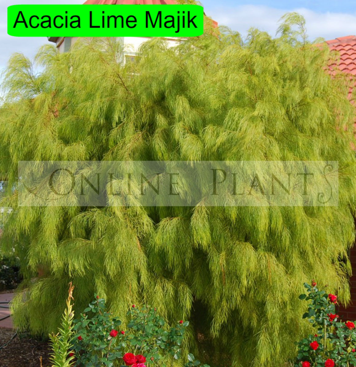 Acacia Lime Magik for Sale | Online Plants Australia