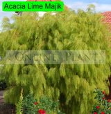 Acacia Lime Magik for Sale | Online Plants Australia