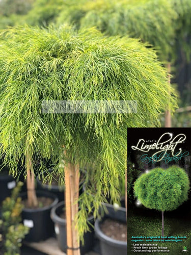 Acacia 'Limelight' For Sale – Online Plants Australia