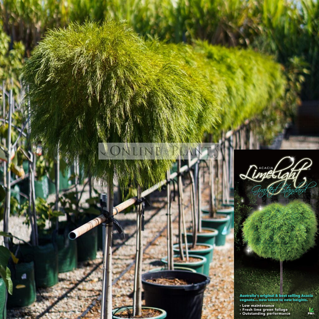 Acacia 'Limelight' For Sale – Online Plants Australia