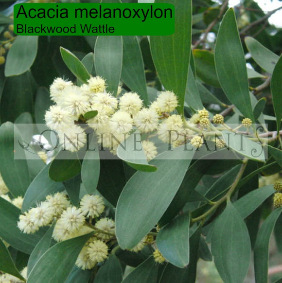Acacia Melanoxylon Australian Blackwood for sale | Online Plants