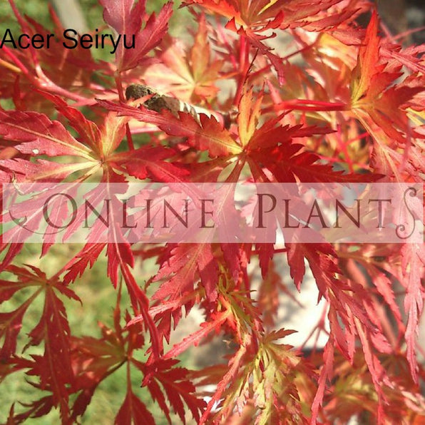 Acer, Japanese and Canadian Maple