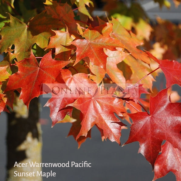 Acer, Japanese and Canadian Maple