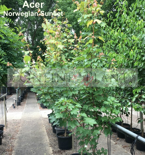 Acer Platanoides, 'Keithsform Norwegian Sunset' for sale | Online Plants