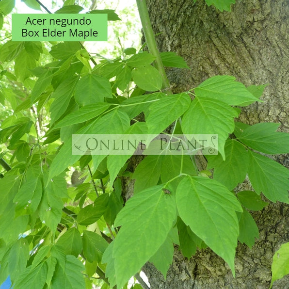 Acer, Japanese and Canadian Maple