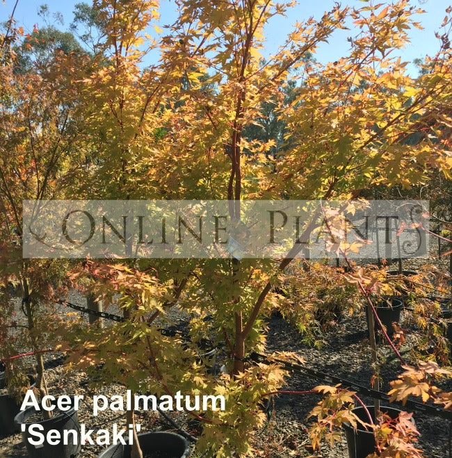 Acer Palmatum Senkaki, Coral Bark Tree for sale, Online Plants