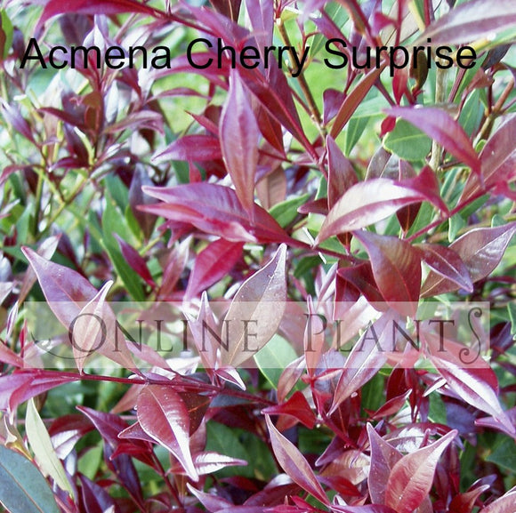 Cherry Surprise Lilly Pilly - Online Plants Australia