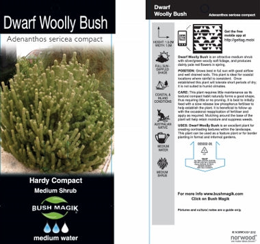 Adenanthos Woolly Bush Plants for Sale Australia | Online Plants
