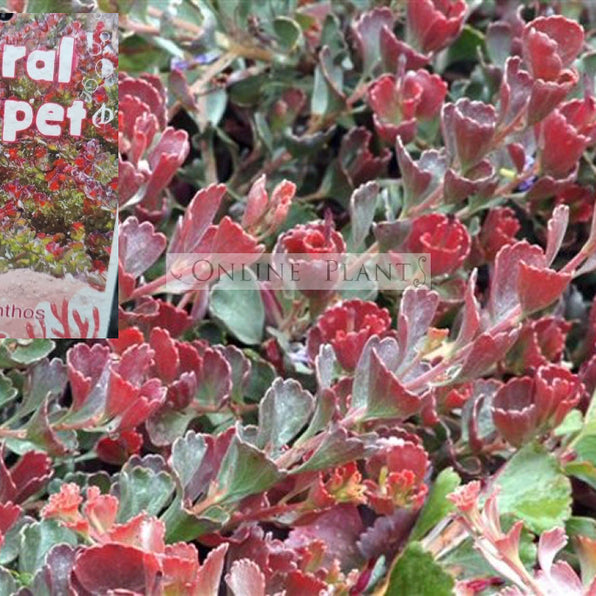 Adenanthos Silver Woolly Bush For Sale | Online Plants Australia