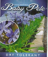 Agapanthus Baby Pete For Sale | Online Plants Australia