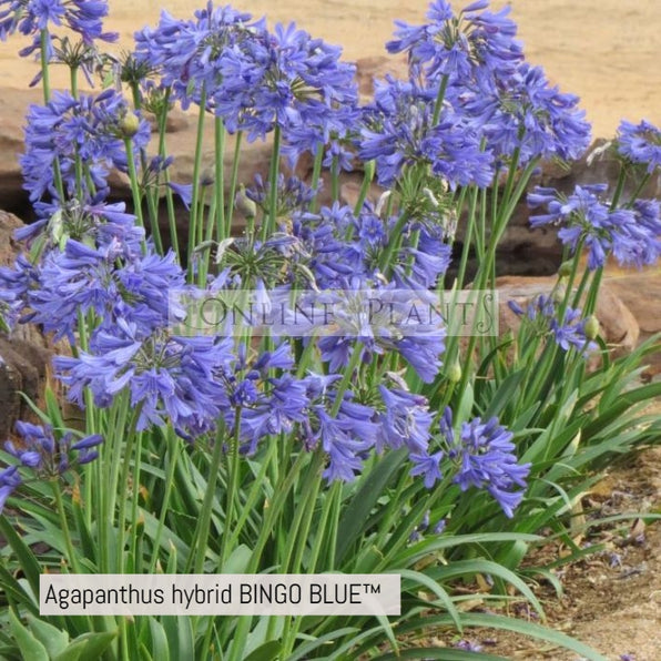 Agapanthus Plant Varieties for Sale Australia - Lily of the Nile