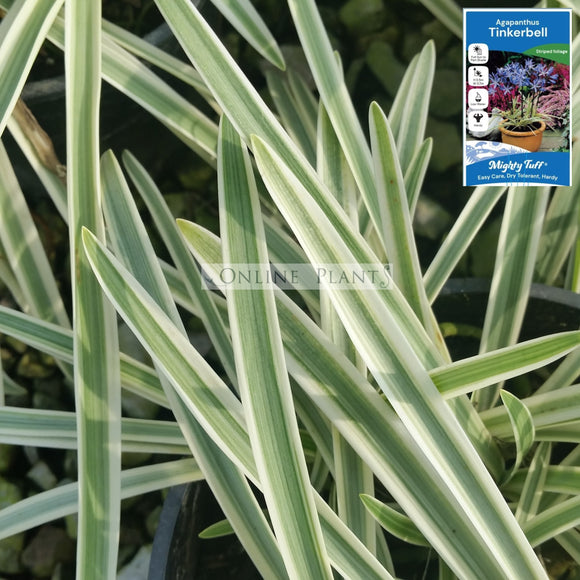 Agapanthus Tinkerbell Plant for Sale | Online Plants Australia