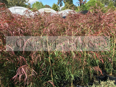 Agonis Burgundy For Sale, Online Plants Melbourne
