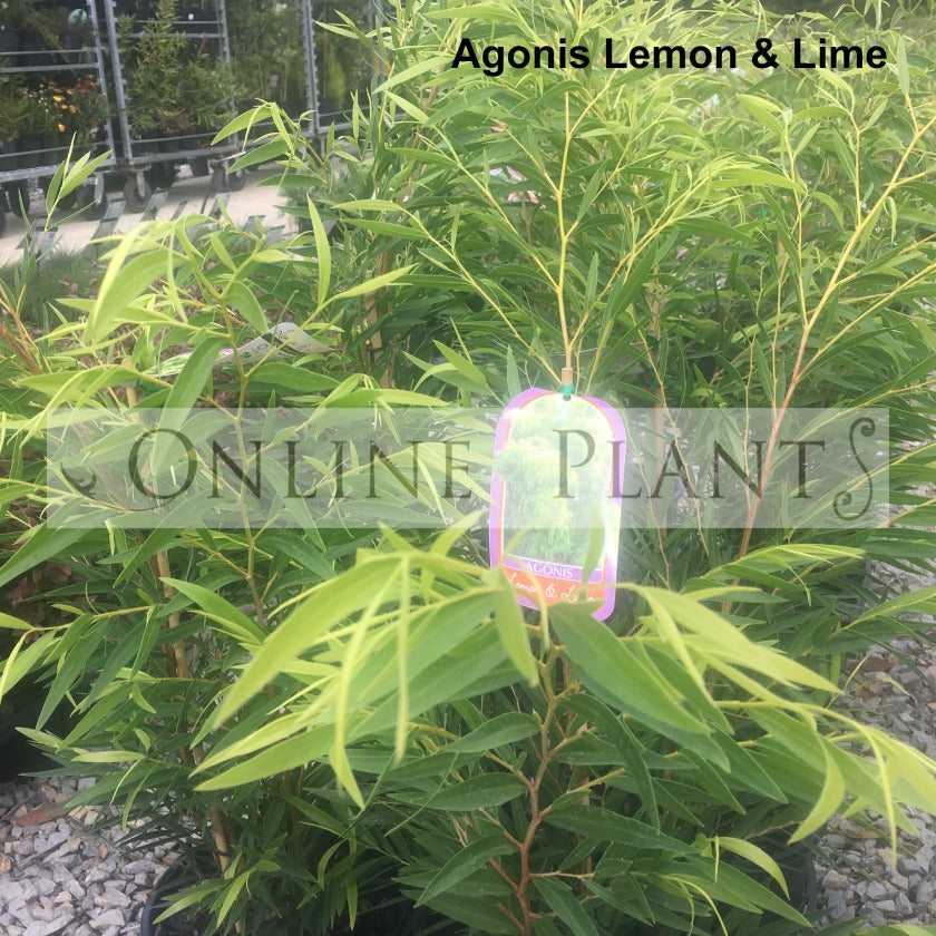 Agonis Lemon and Lime For Sale | Online Plants Melbourne