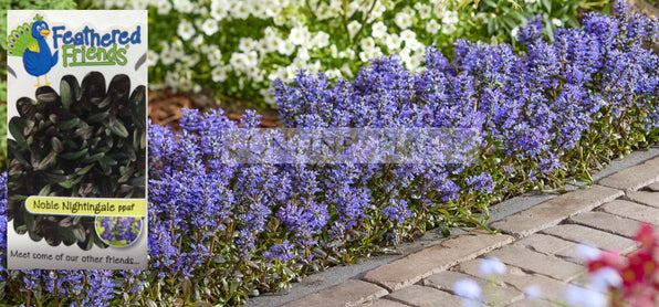 Ajuga Bugleweed Plants for Sale, Online Plants