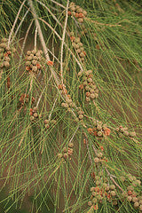 Allocasuarina Verticillata Drooping Sheoak Tree for Sale – Online Plants