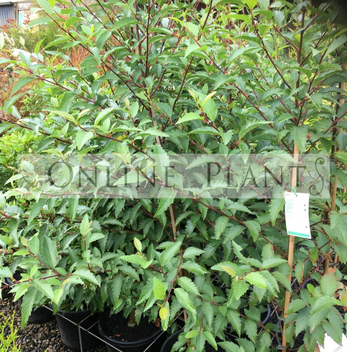 Alnus Jorulensis Evergreen Alder for sale | Online Plants Melbourne