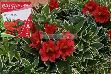 Alstroemeria Katiana