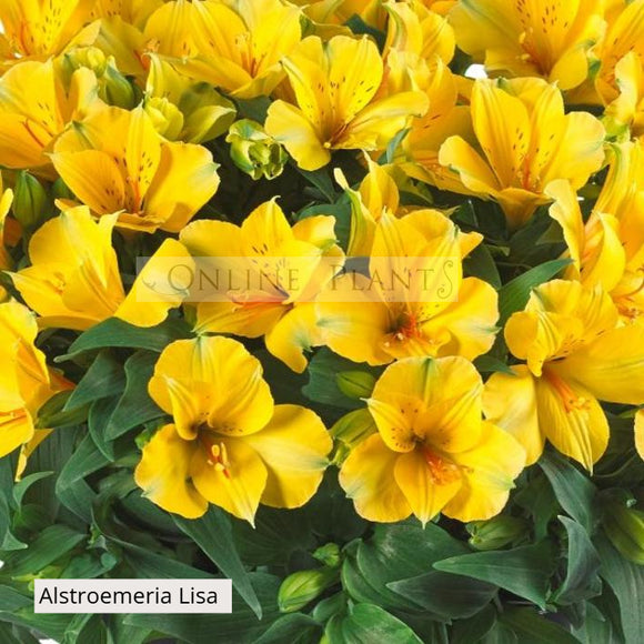 Alstroemeria Lisa, Online Plants
