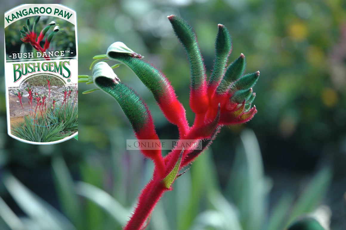 Kangaroo Paw Bush Dance for sale | Online Plants Melbourne