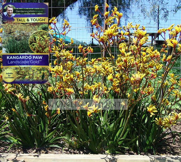 Anigozanthos Kangaroo Paw Landscape Gold For Sale | Online Plants Melbourne