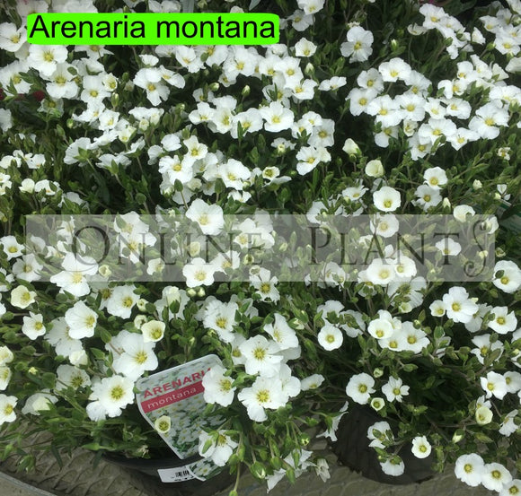 Arenaria montana for sale | Online Plants Melbourne
