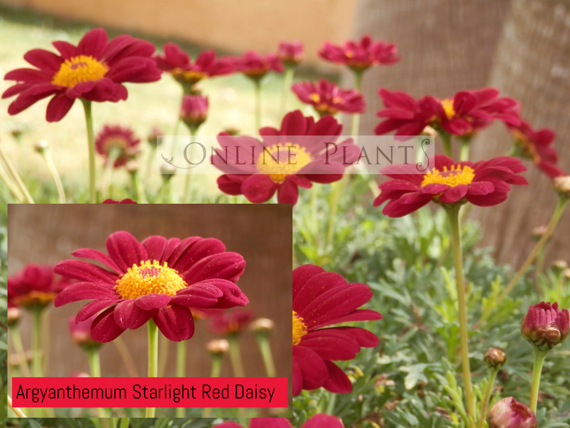 Argyanthemum Starlight Red Daisy For Sale, Online Plants Melbourne